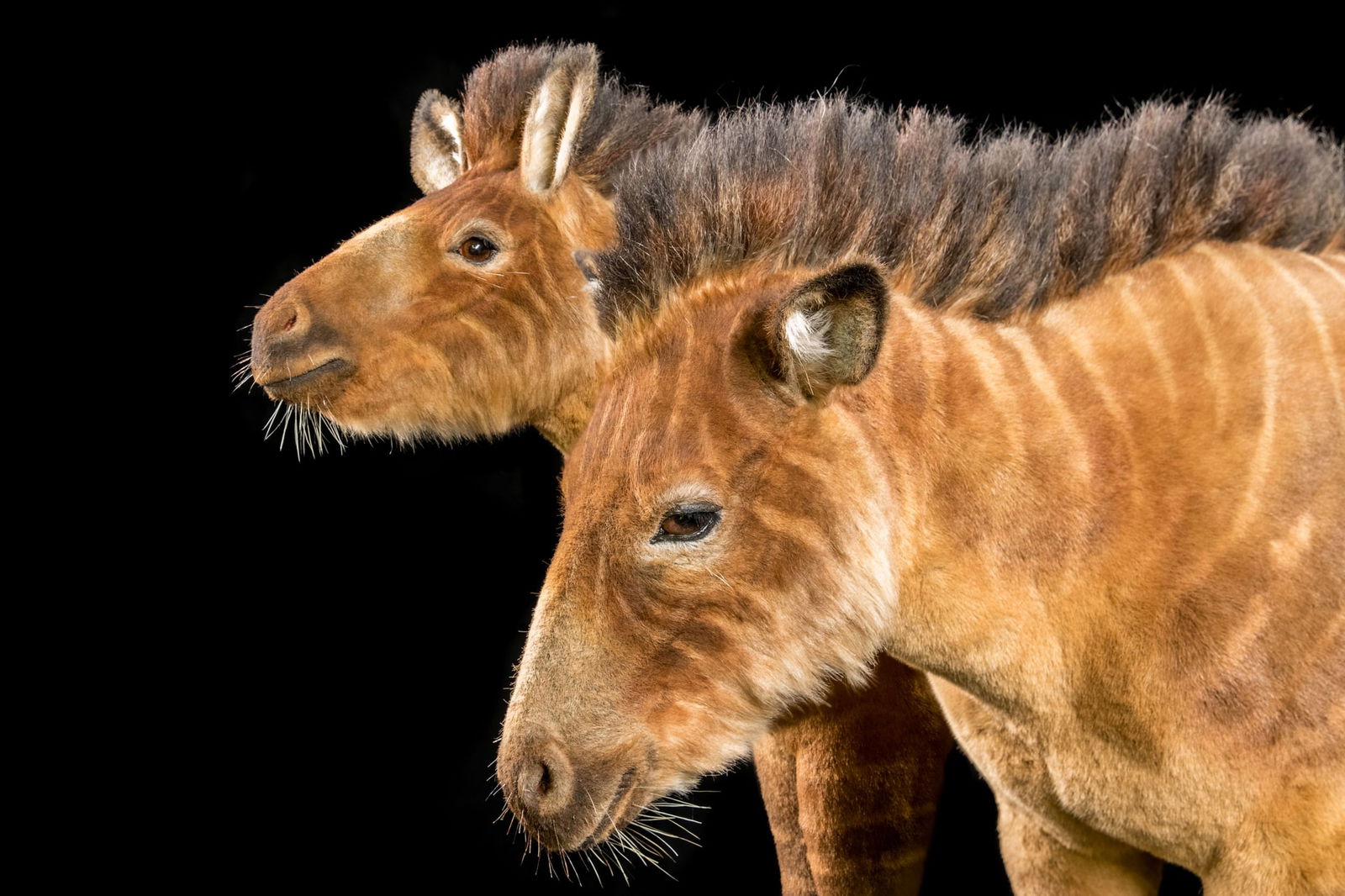 Evaluation of Statistical Baraminology: Principles | Answers Research ...