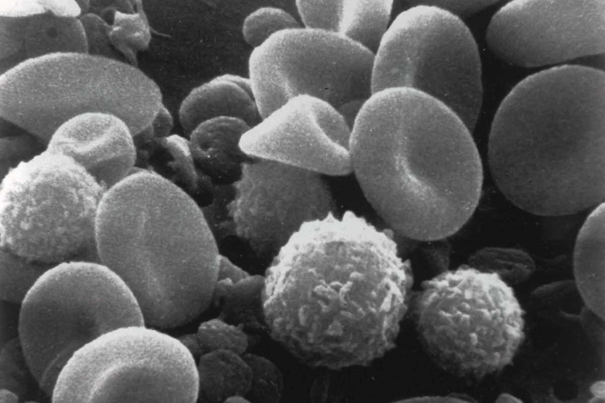 The Evolution of Warm-Bloodedness Stymies Evolutionists | Answers ...