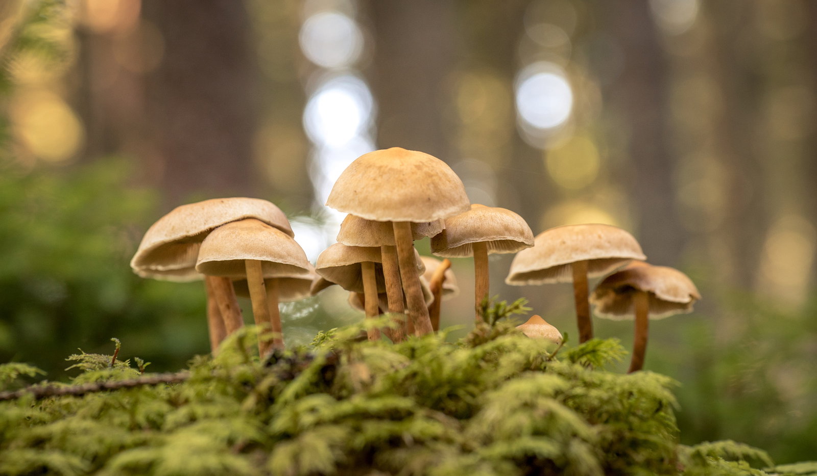 Fungi from the Biblical Perspective | Answers Research Journal