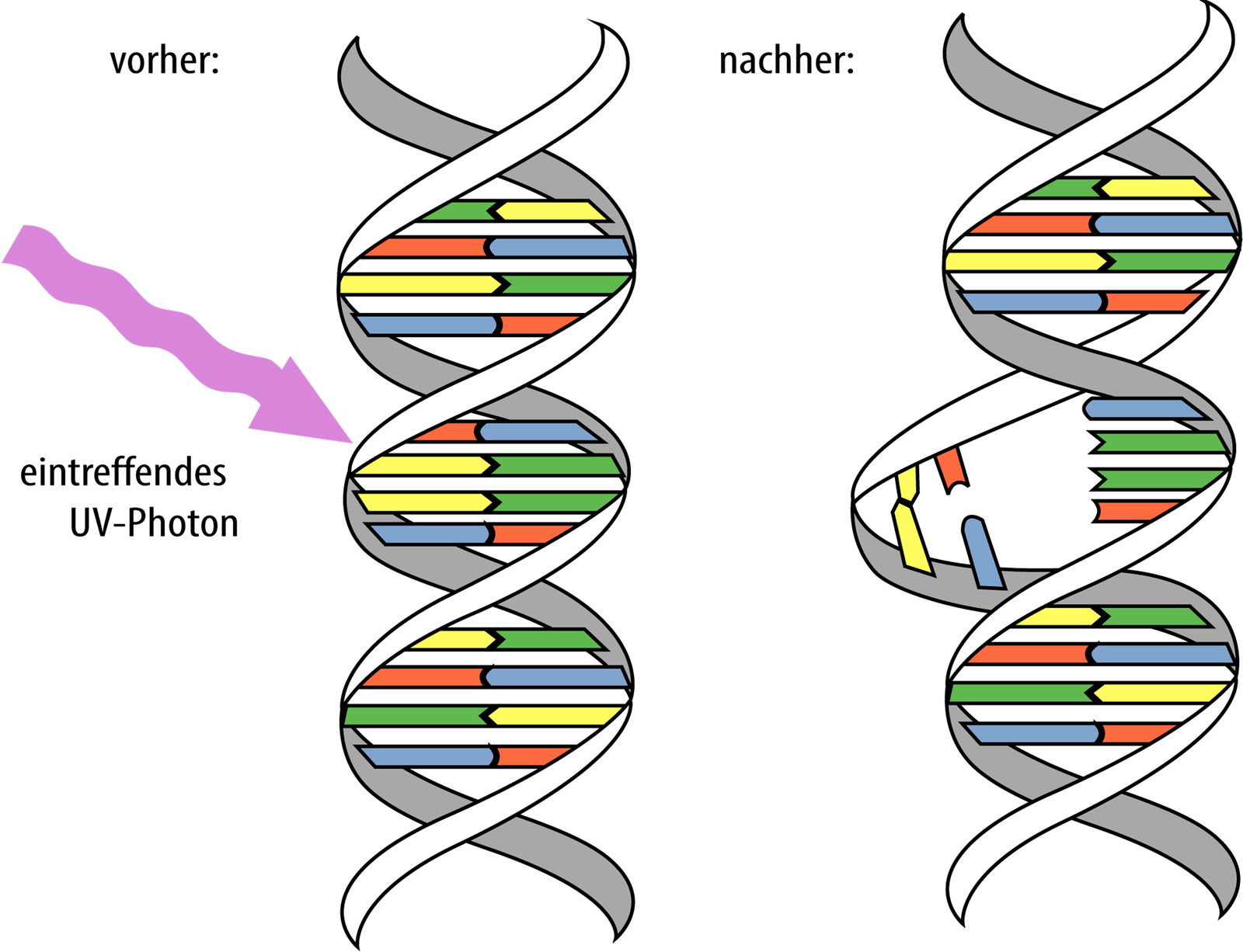 Towards a Creationary Classification of Mutations | Answers Research ...