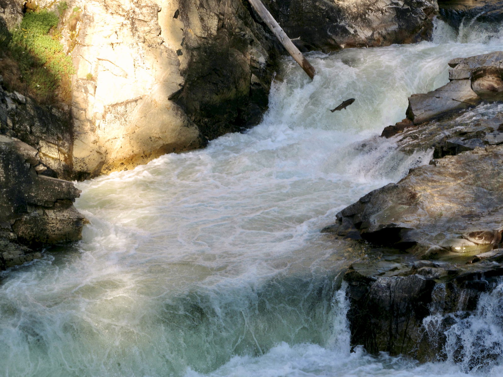 Dwarfs & Stanley Fish, Pragmatic Presuppositionalist | Answers Research ...