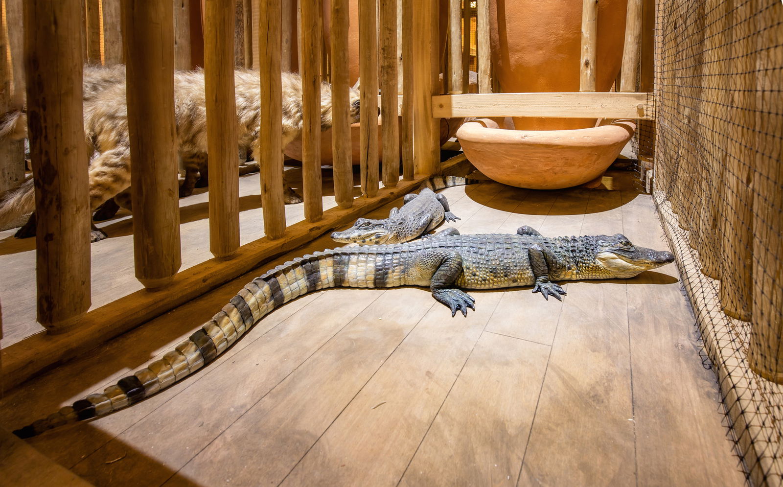 Numbering the Ark Turtle & Crocodile Kinds | Answers Research Journal