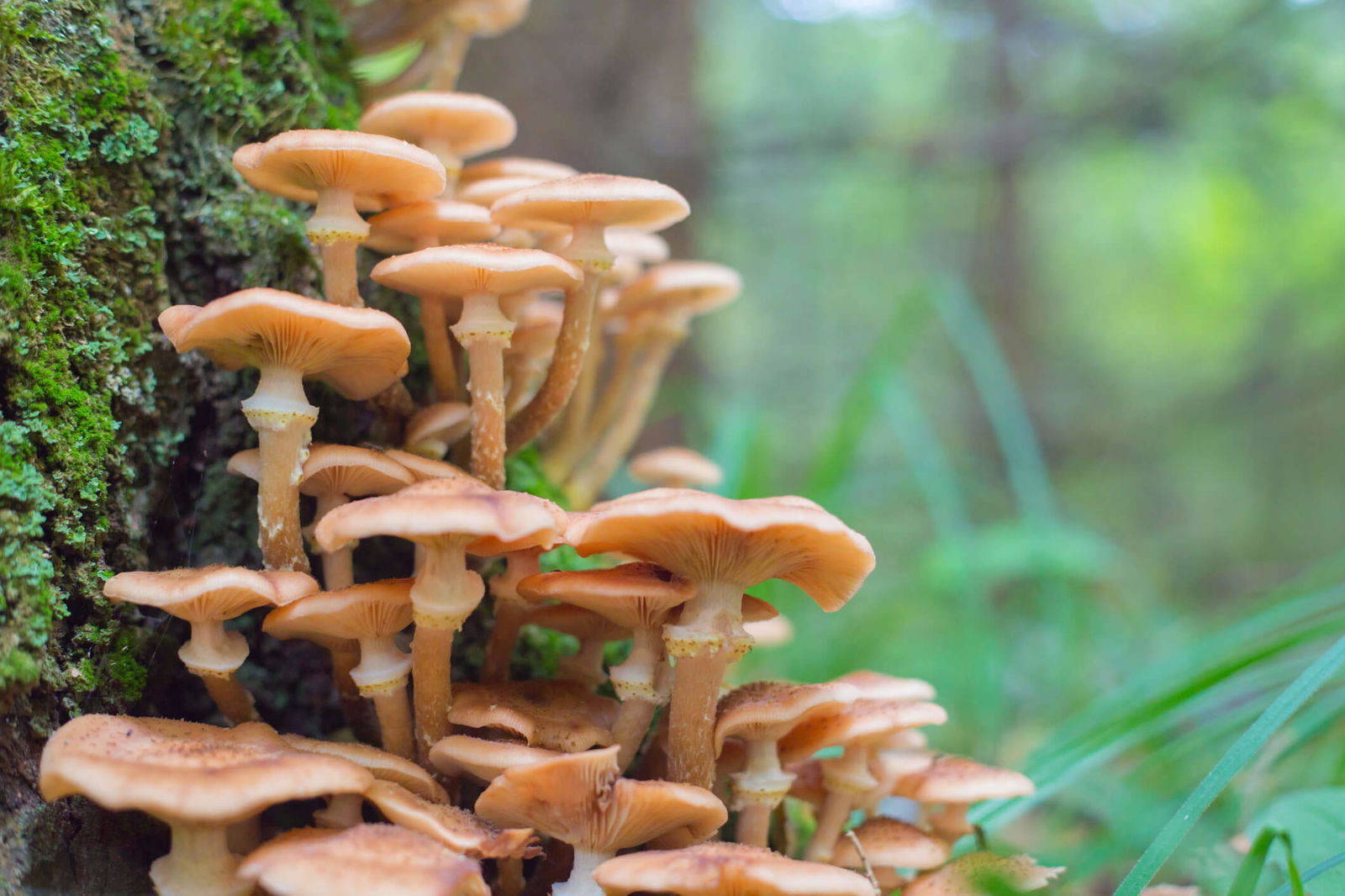 Fungi | Answers Research Journal